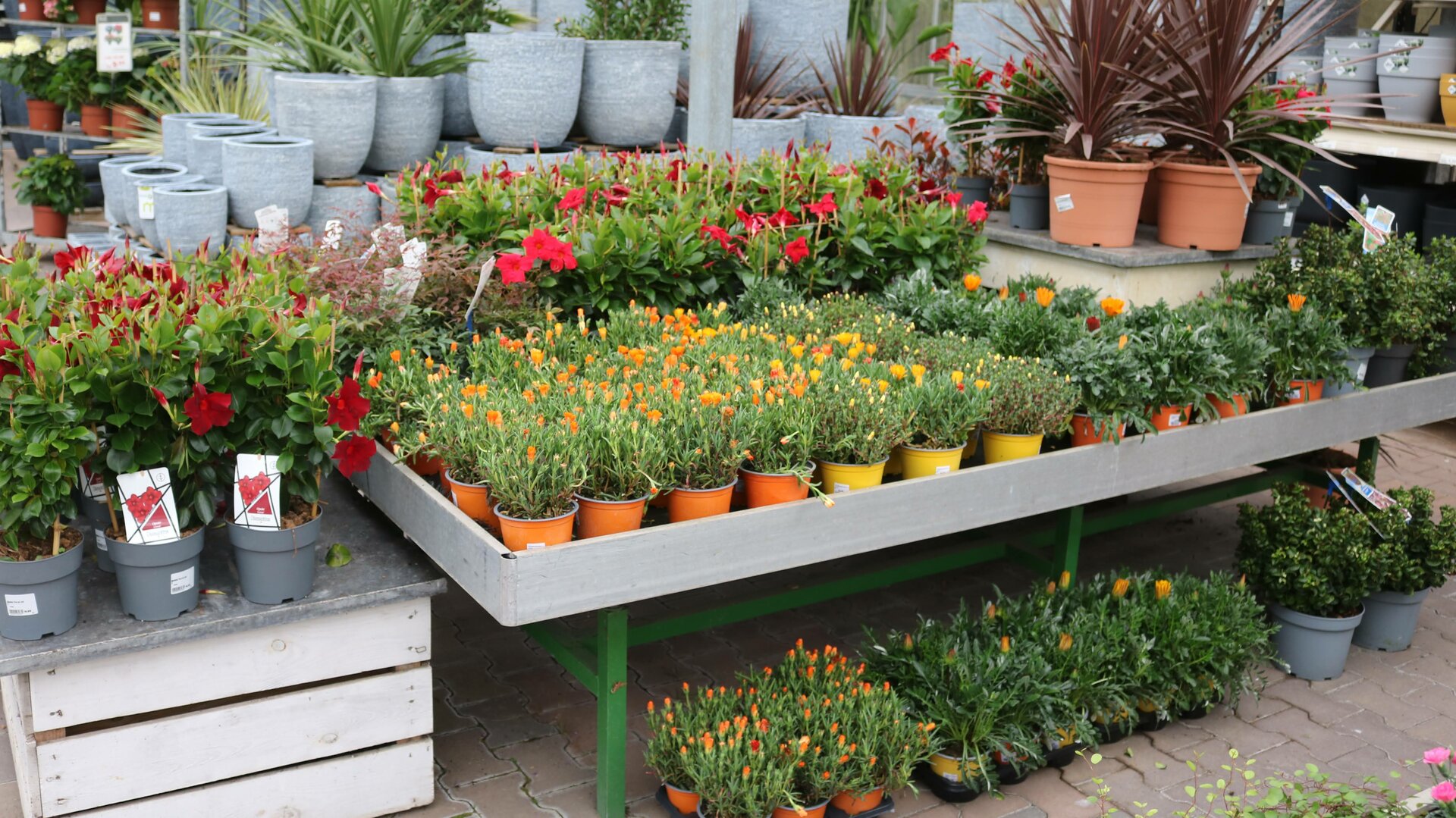 Tegel eruit, plant erin - Tuincentrum Bull