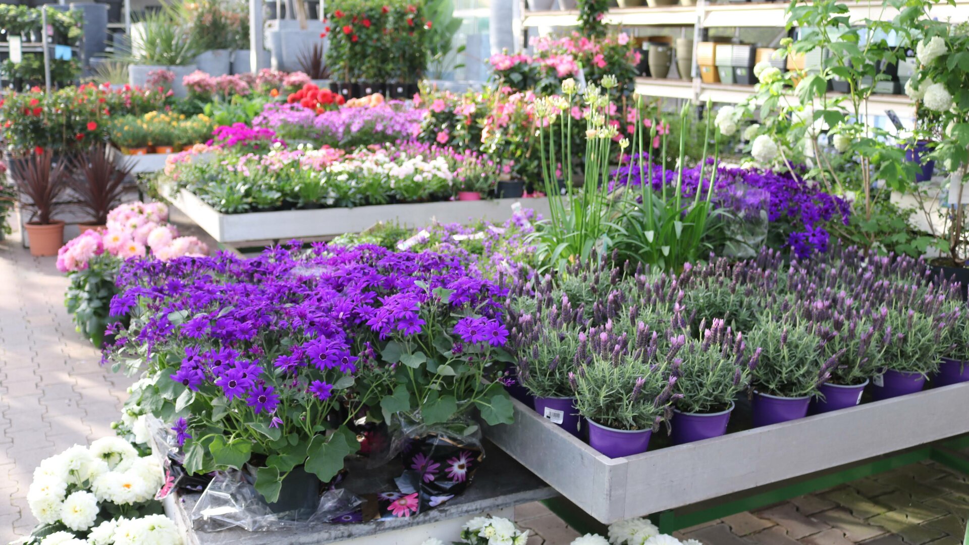 Tuincentrum Bull in Beuningen dichtbij Nijmegen