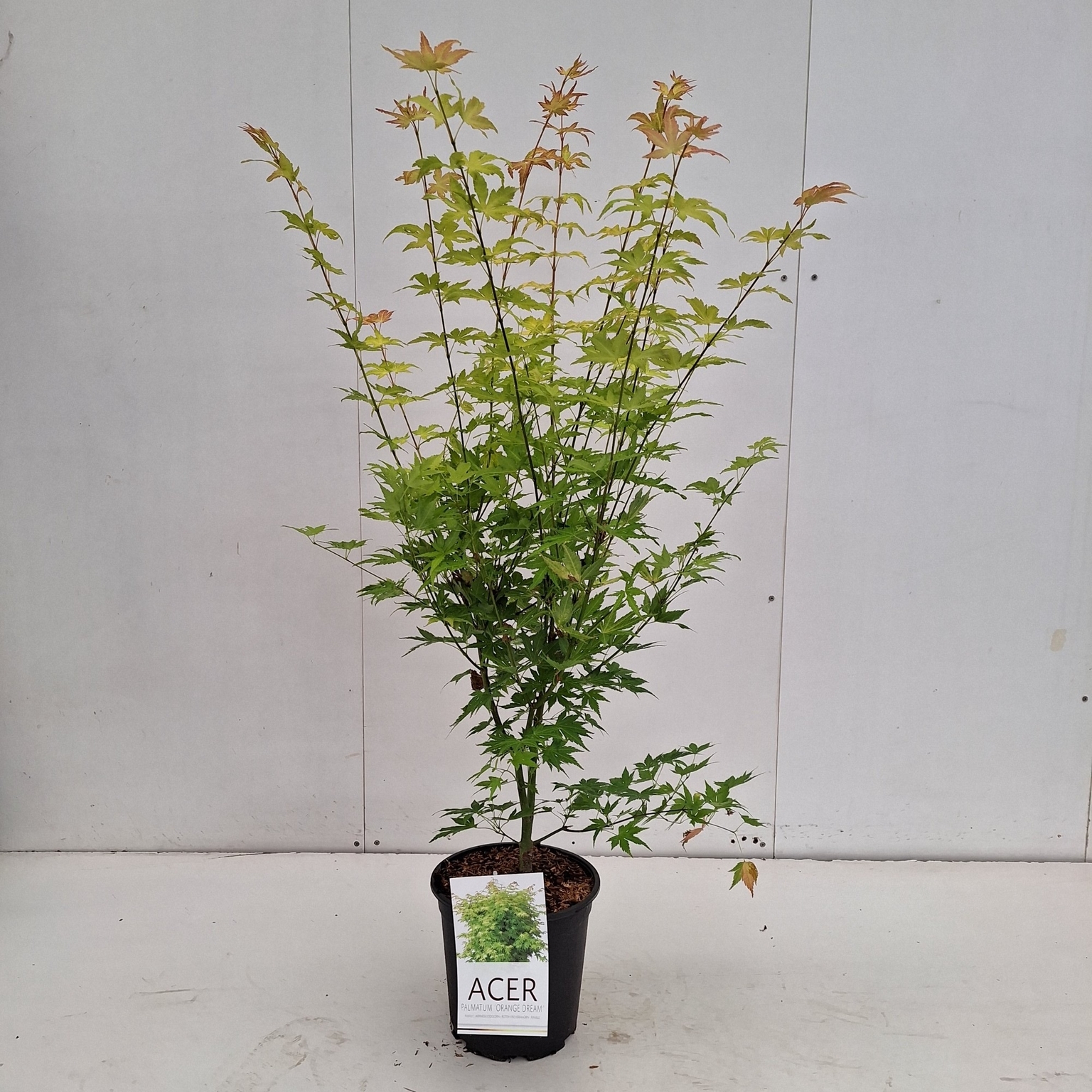 acer palmatum orange dream , pot 24 cm, h 80 cm - Tuincentrum Bull