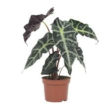 Alocasia amazonica 'Polly, pot 12 cm, h 30 cm - Tuincentrum Bull