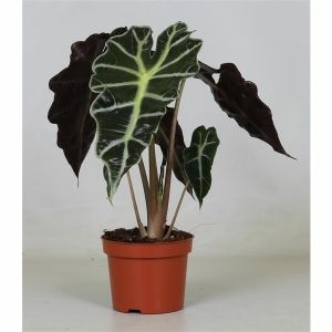 Alocasia amazonica 'Polly, pot 12 cm, h 30 cm - Tuincentrum Bull