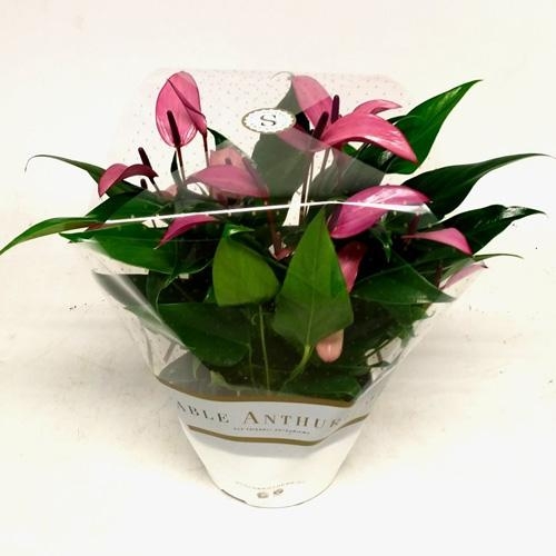 Anthurium Andreanum Zizou (Flamingoplant), pot 12 cm, h 40 cm ...