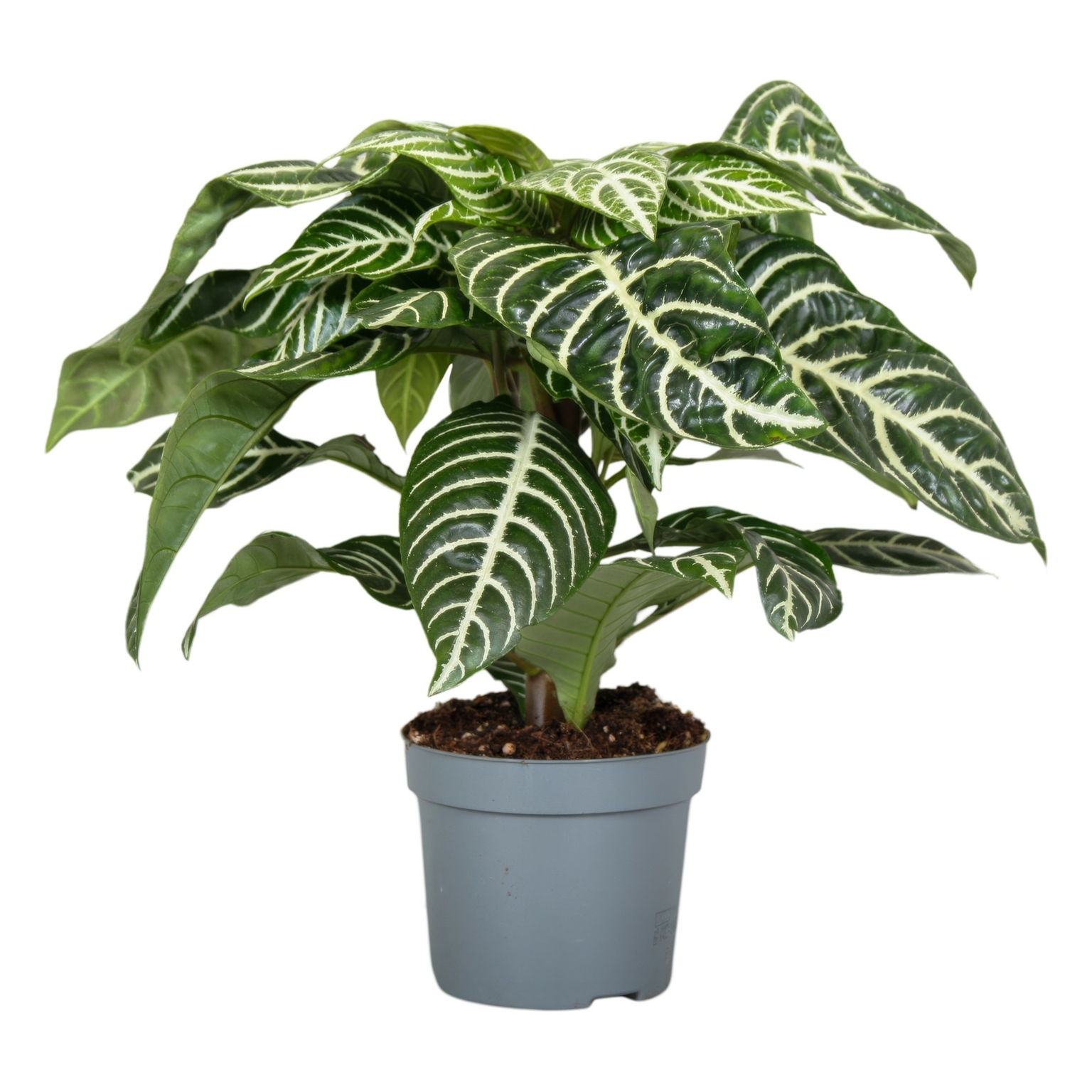 Aphelandra Botanica Lasst Blatter Hangen