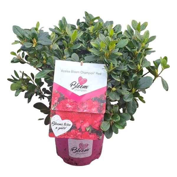 azalea bloomchampion (R) rood, pot 19 cm, h 45 cm - Tuincentrum Bull