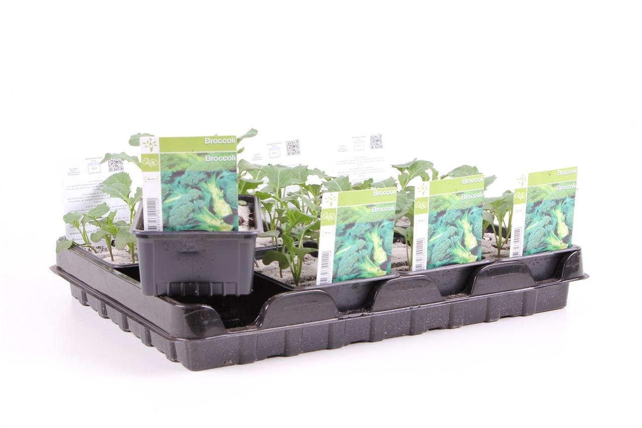 Broccoli - Tuincentrum Bull