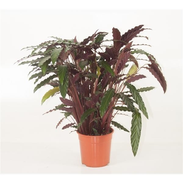Calathea Rufibarba Wavestar (Pauwenplant), pot 14 cm, h 50 cm ...