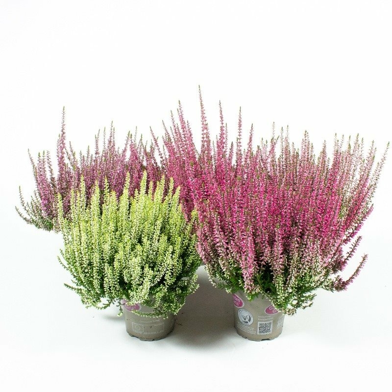 calluna garden girls, pot 12 cm - Tuincentrum Bull