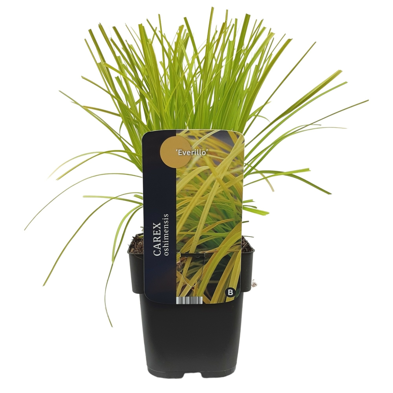 Carex oshimensis Everillo, pot 17 cm, h 40 cm - Tuincentrum Bull