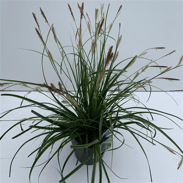 Carex Oshimensis Everlime - Tuincentrum Bull