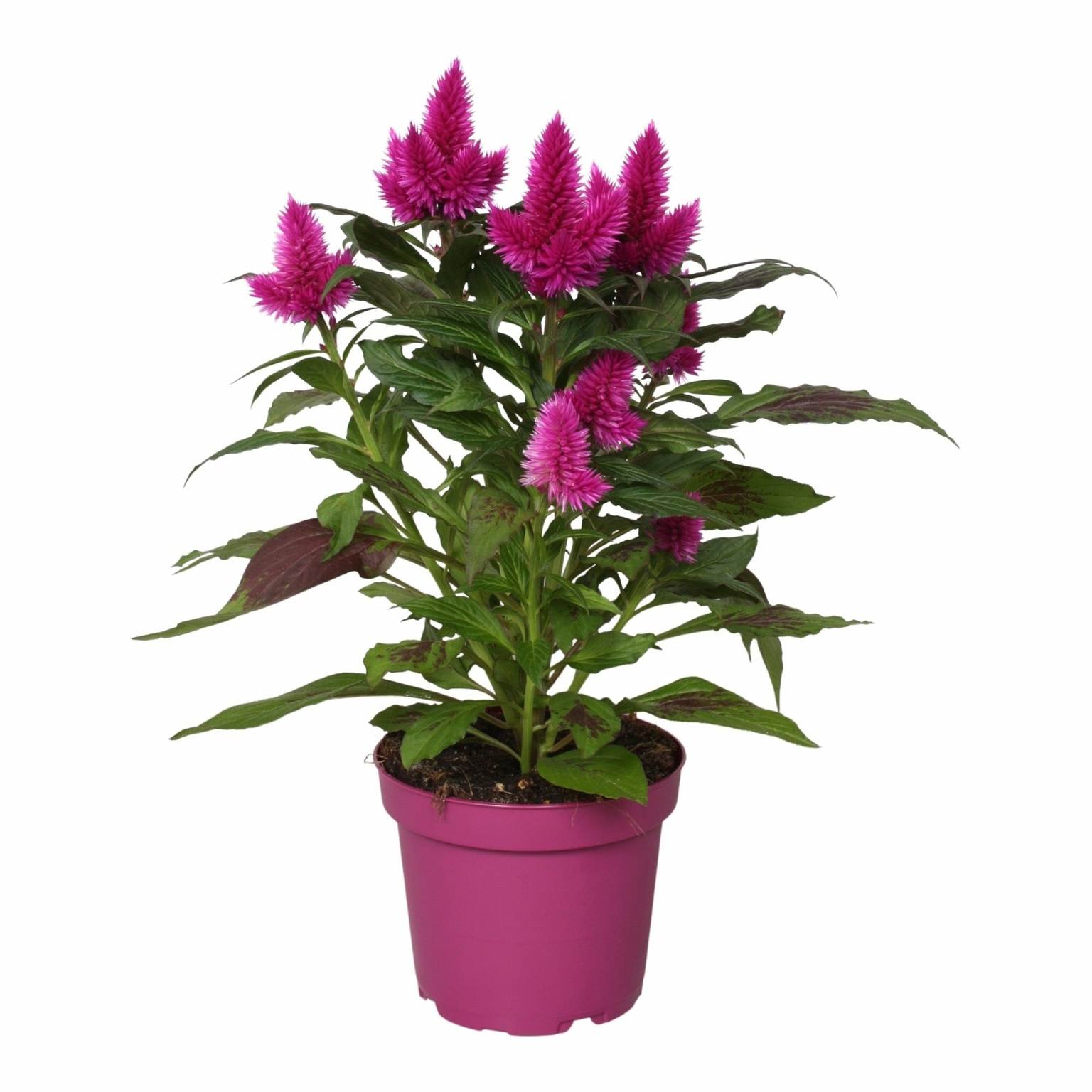 Celosia arg. SP 'Deep Purple, pot 12 cm, h 30 cm - Tuincentrum Bull