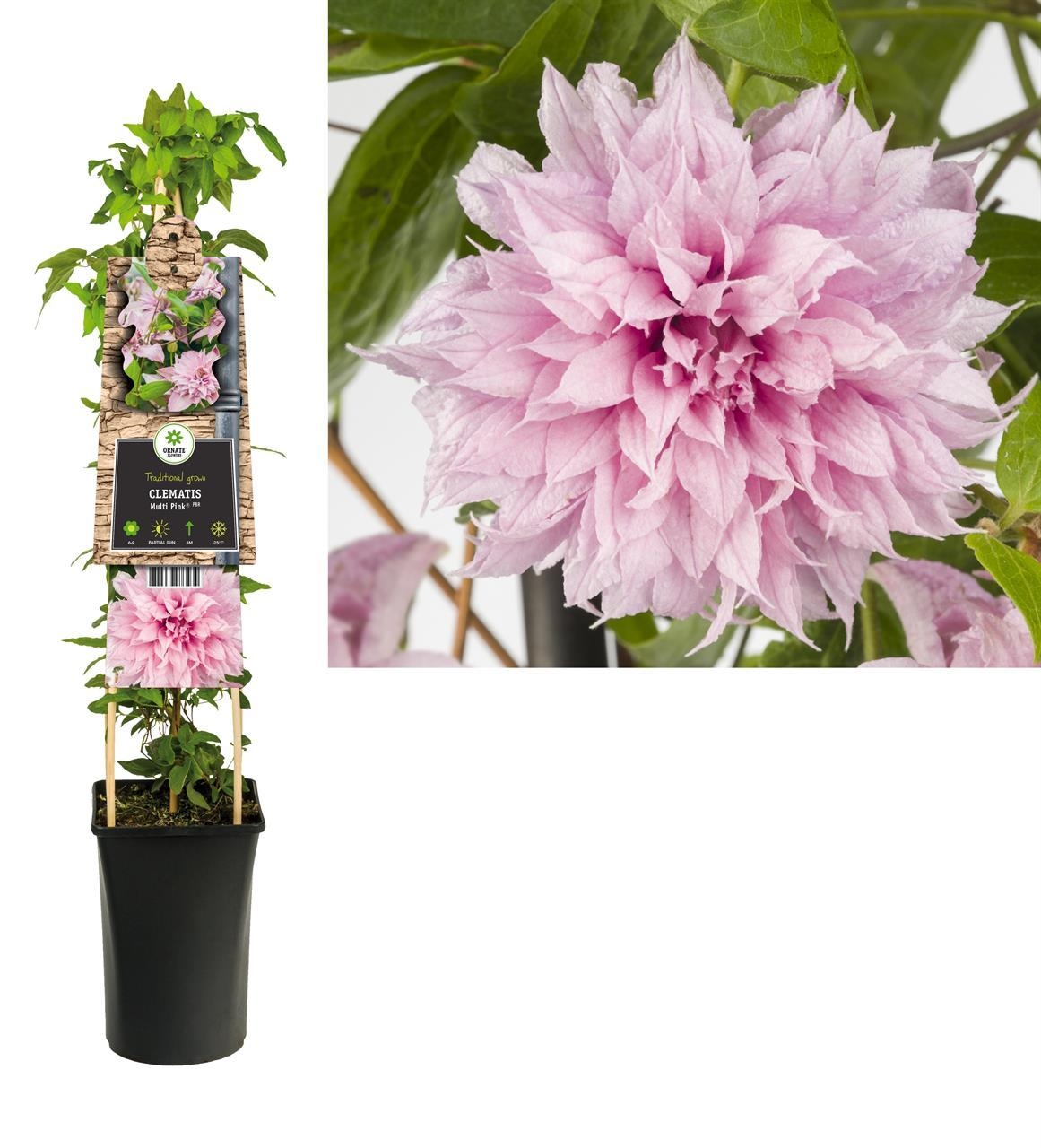 Clematis Multi Pink PBR, klimplant in pot - Tuincentrum Bull