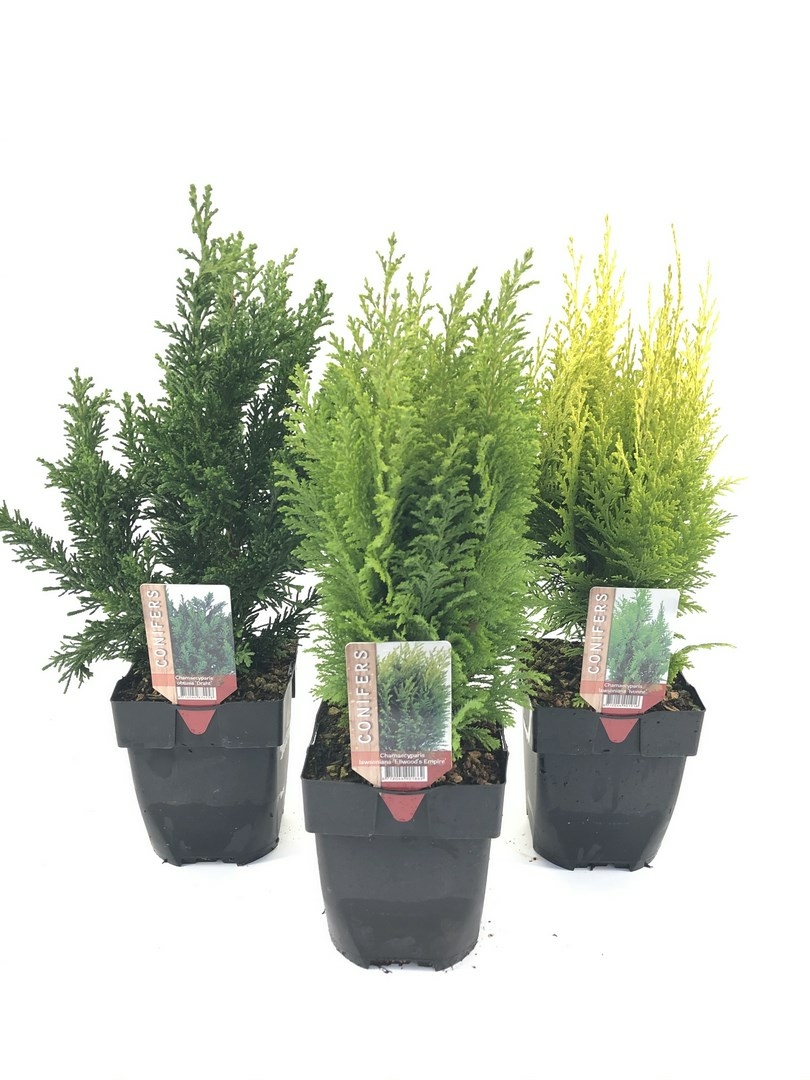 Coniferen Mix, pot 17 cm, h 30 cm - Tuincentrum Bull