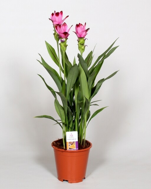 Curcuma alism. 'Siam Splash, pot 17 cm, h 60 cm - Tuincentrum Bull