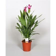 Curcuma alism. 'Siam Splash' potmaat 14cm planthoogte 55cm ...