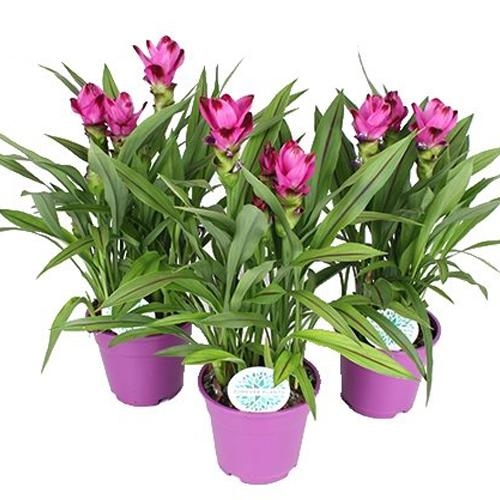 Curcuma Siam Splash, pot 15 cm, h 55 cm - Tuincentrum Bull