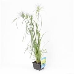 Cyperus percamenthus P18 - Tuincentrum Bull