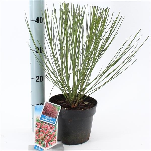 Cytisus praecox Boskoop Ruby, pot 17 cm, h 50 cm - Tuincentrum Bull