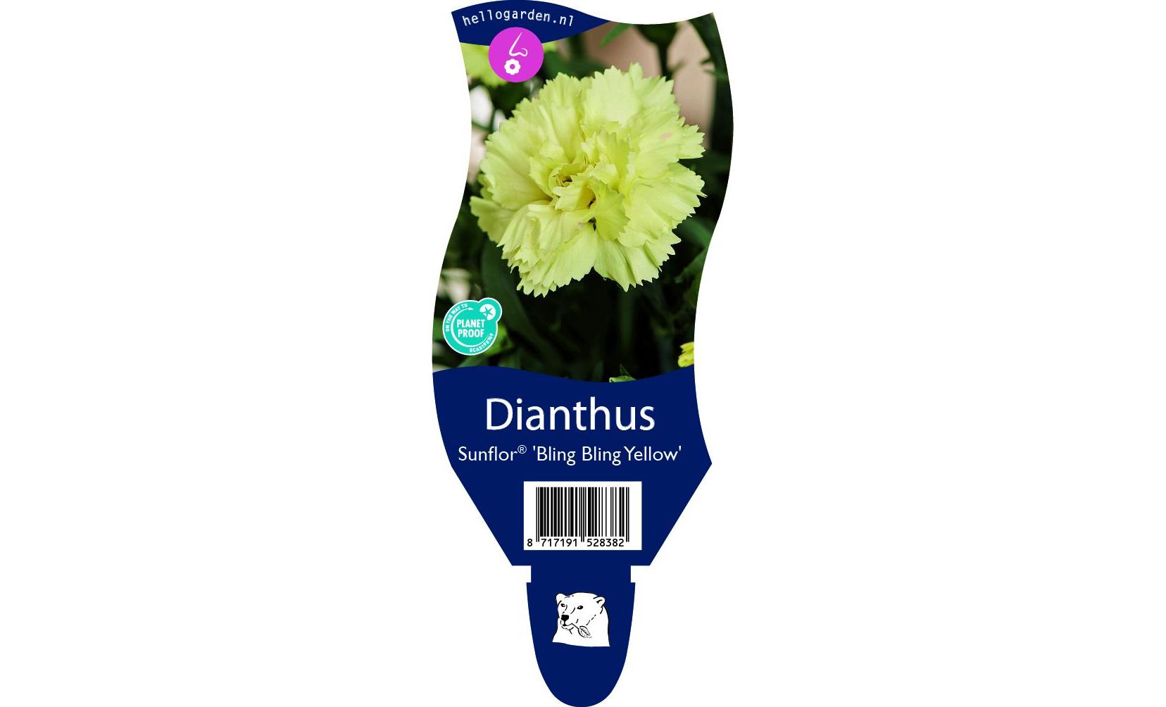 Dianthus S. Yellow Bling Bling P11 - Tuincentrum Bull