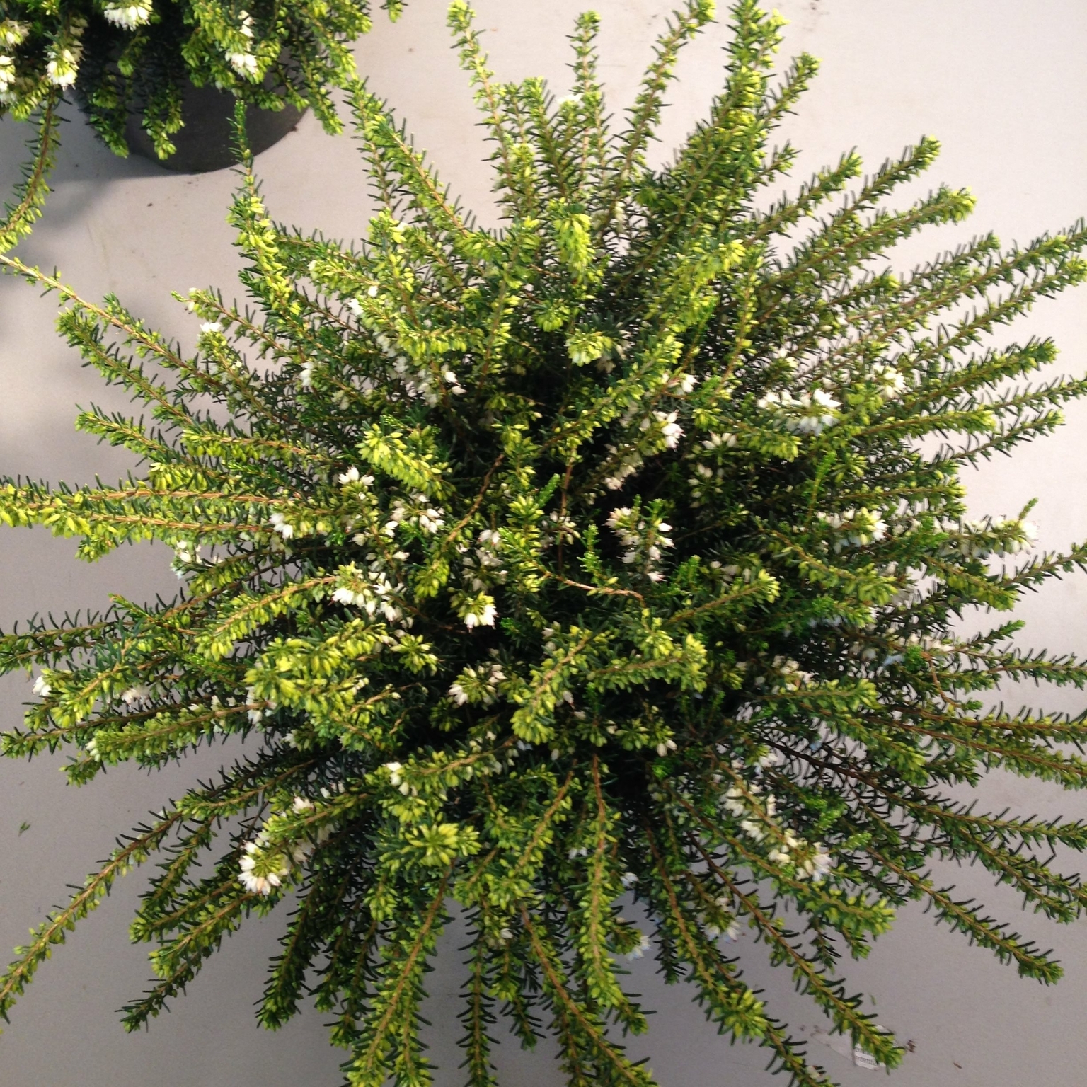 Erica darley. 'White perfection' / 'Kramers rote' pot 15 cm, h 15 cm ...