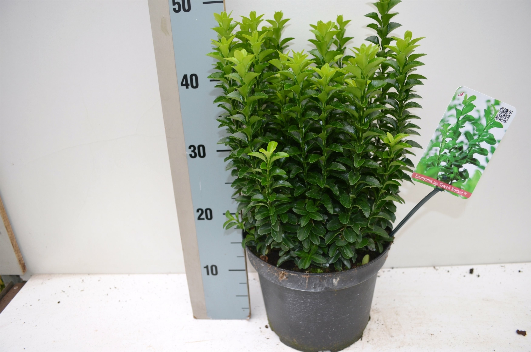 Euonymus jap. 'Green Rocket' ®, pot 17 cm, h 20 cm - Tuincentrum Bull