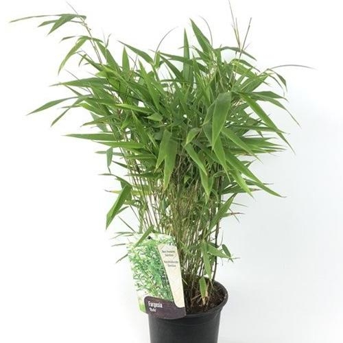Fargesia Rufa, pot 23 cm, h 90 cm - Tuincentrum Bull