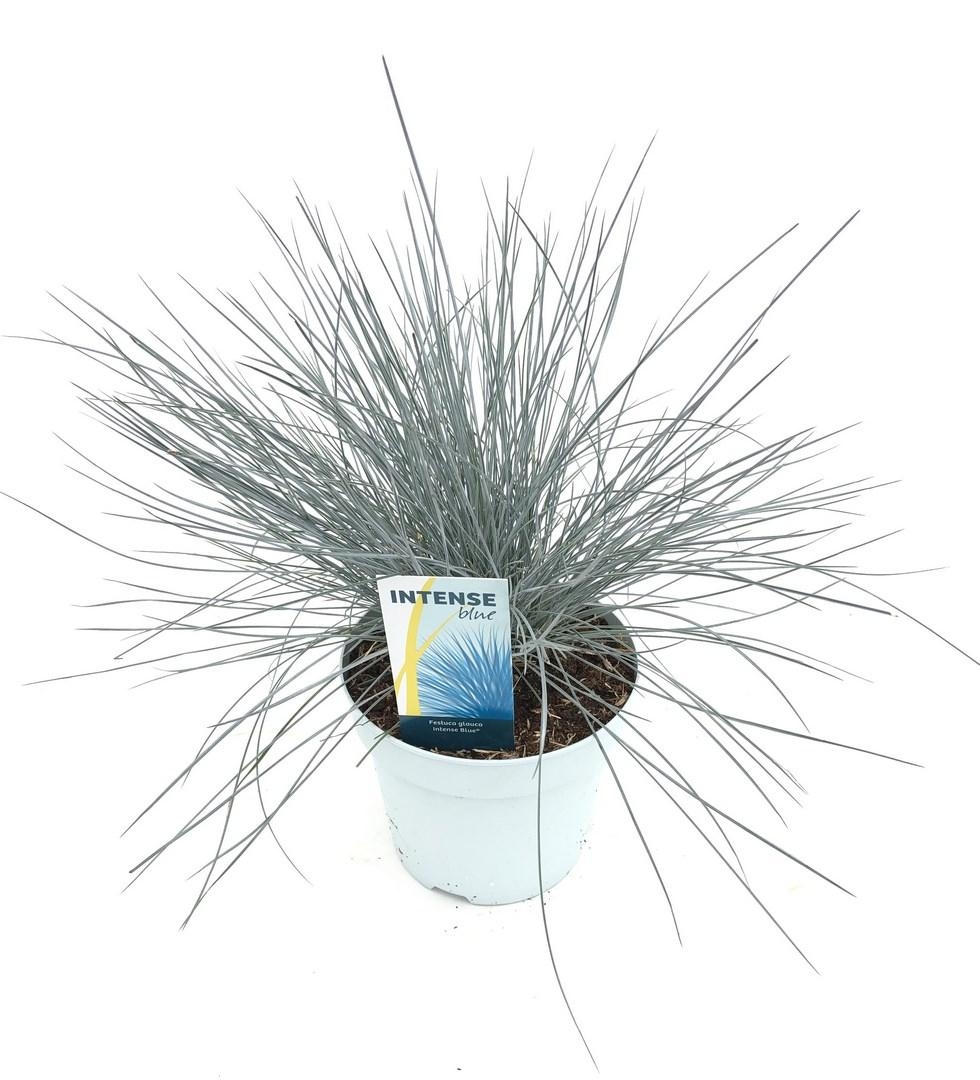 Festuca glauca Intense Blue, pot 17 cm, h 35 cm - Tuincentrum Bull
