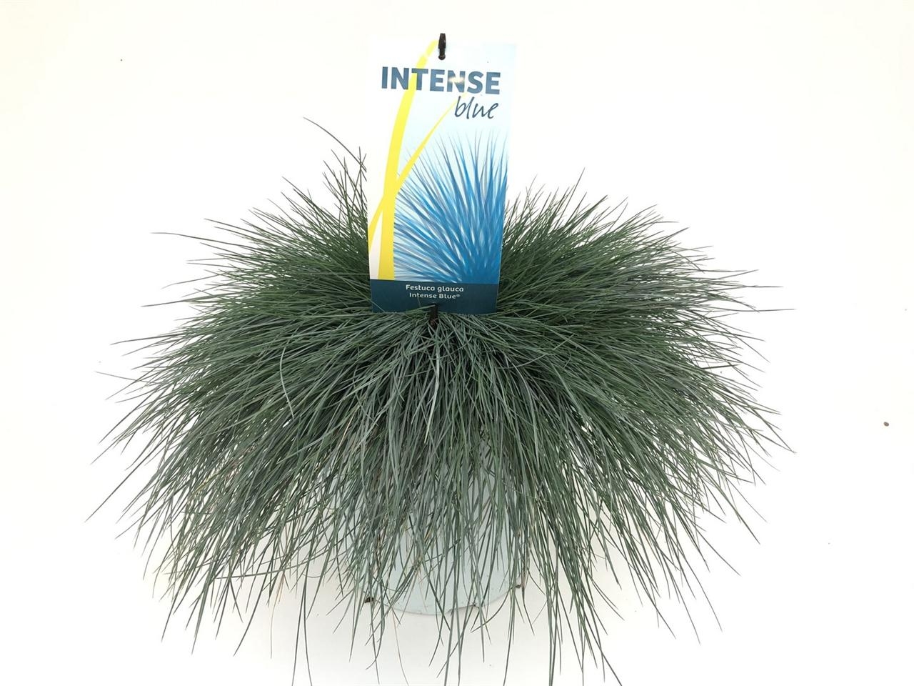 Festuca glauca Intense Blue, pot 30 cm, h 45 cm - Tuincentrum Bull