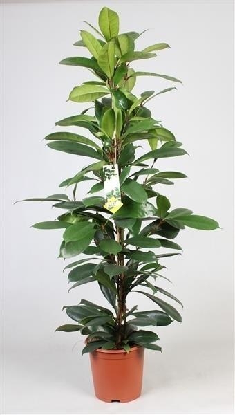 Ficus Cyathistipula, pot 21 cm, h 100 cm - Tuincentrum Bull