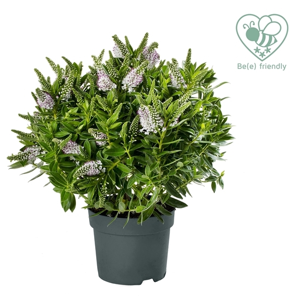 Hebe Donna® 'Jenna' (Addenda) p17cm - Tuincentrum Bull