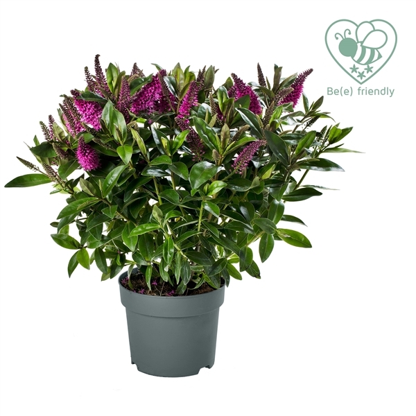 Hebe Donna® 'Nikka' (Addenda) , pot 15 cm, h 30 cm - Tuincentrum Bull