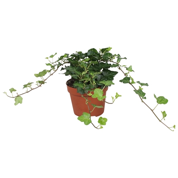 Hedera helix 'Wonder, pot 13 cm, h 25 cm - Tuincentrum Bull