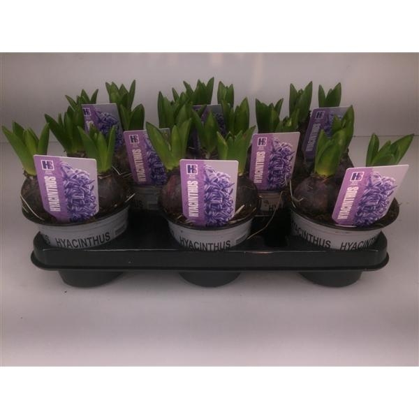 Hyacinthus Orientalis, meerdere variaties - Tuincentrum Bull