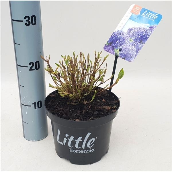 Hydrangea macr. Little Blue, pot 17 cm, h 20 cm - Tuincentrum Bull