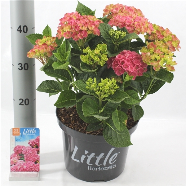 Hydrangea macrophylla Little Red, pot 17 cm, h 35 cm - Tuincentrum Bull