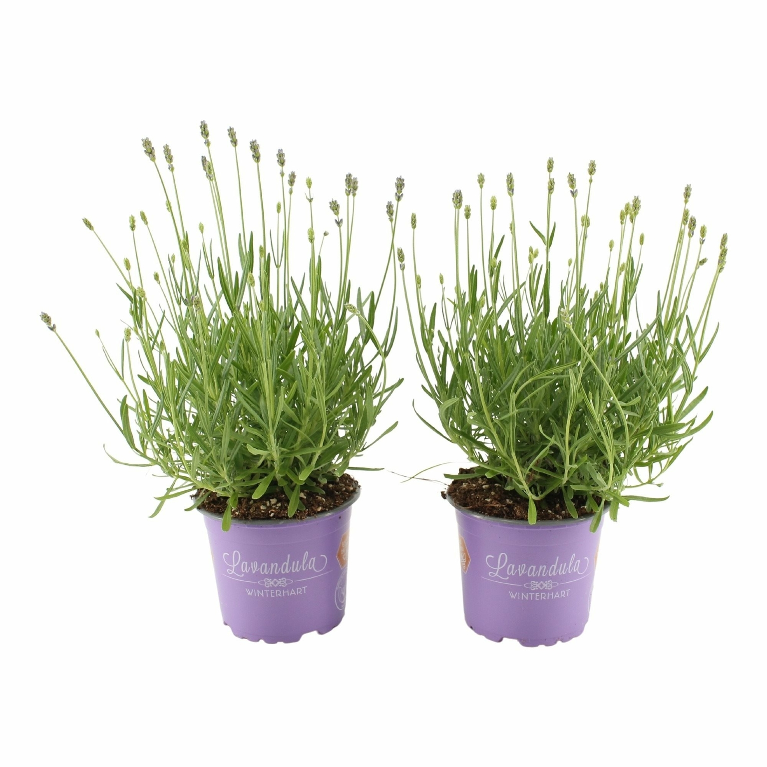 Lavandula (lavendel) Essence Purple, pot 12 cm, h 20 cm - Tuincentrum Bull