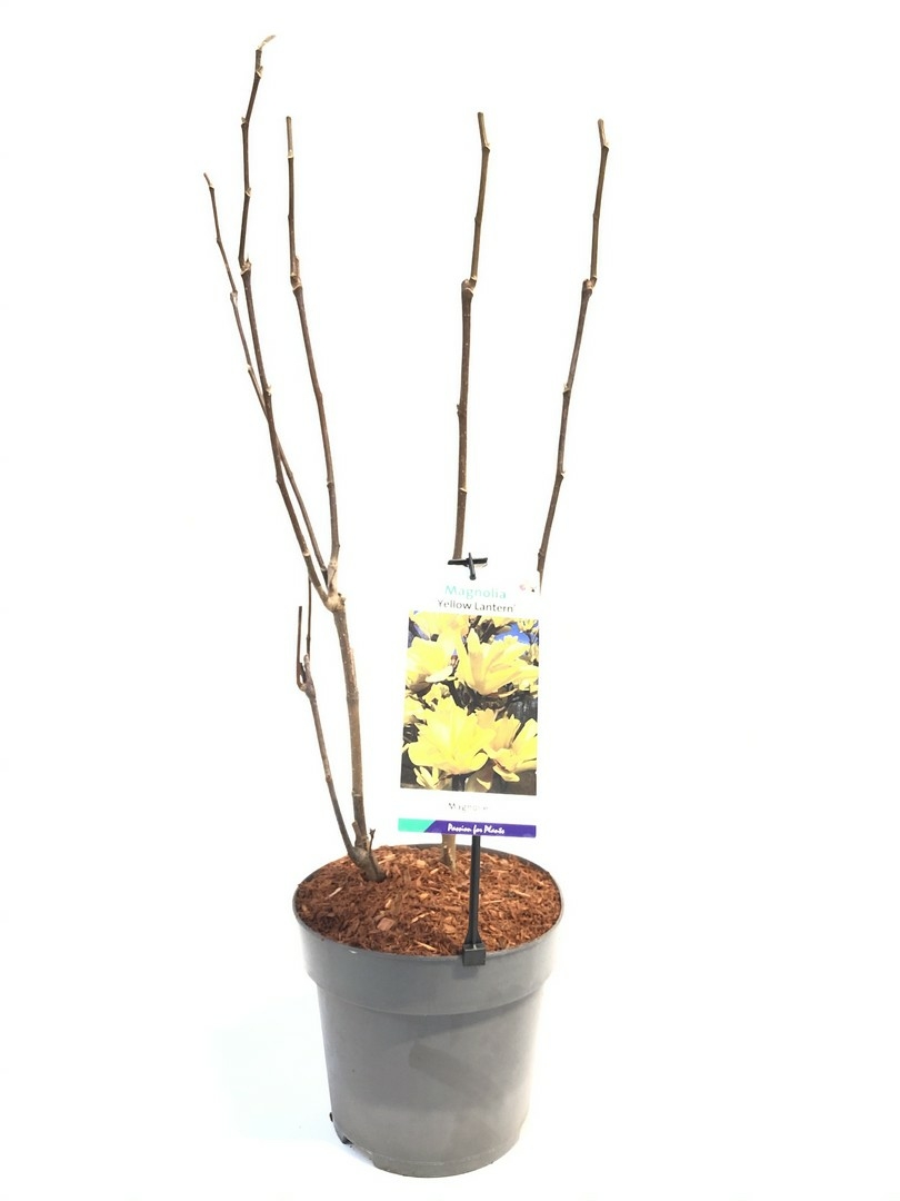 Magnolia Yellow Lantern, pot 23 cm, h 90 cm - Tuincentrum Bull