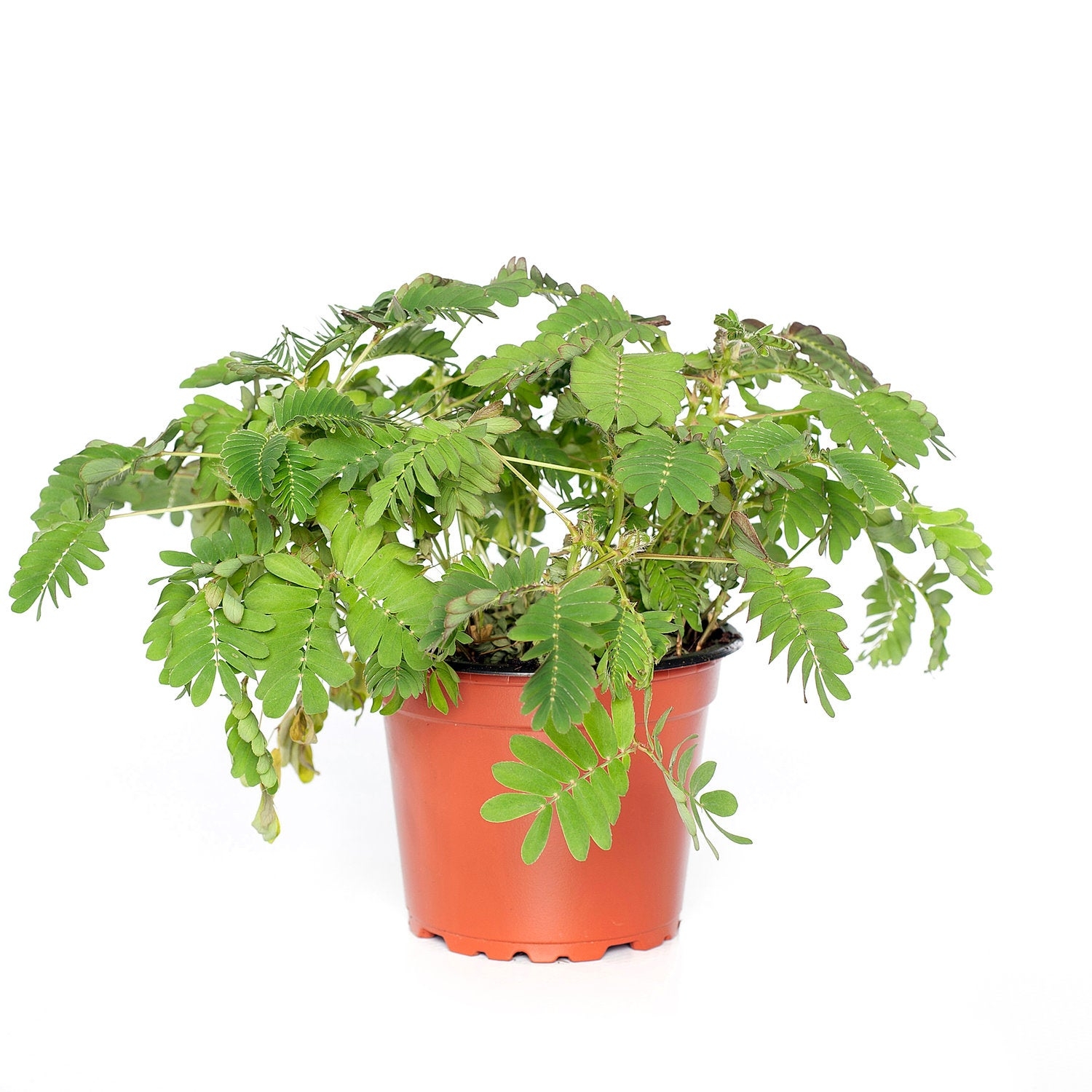 Mimosa pudica, pot 9 cm, h 10 cm - Tuincentrum Bull