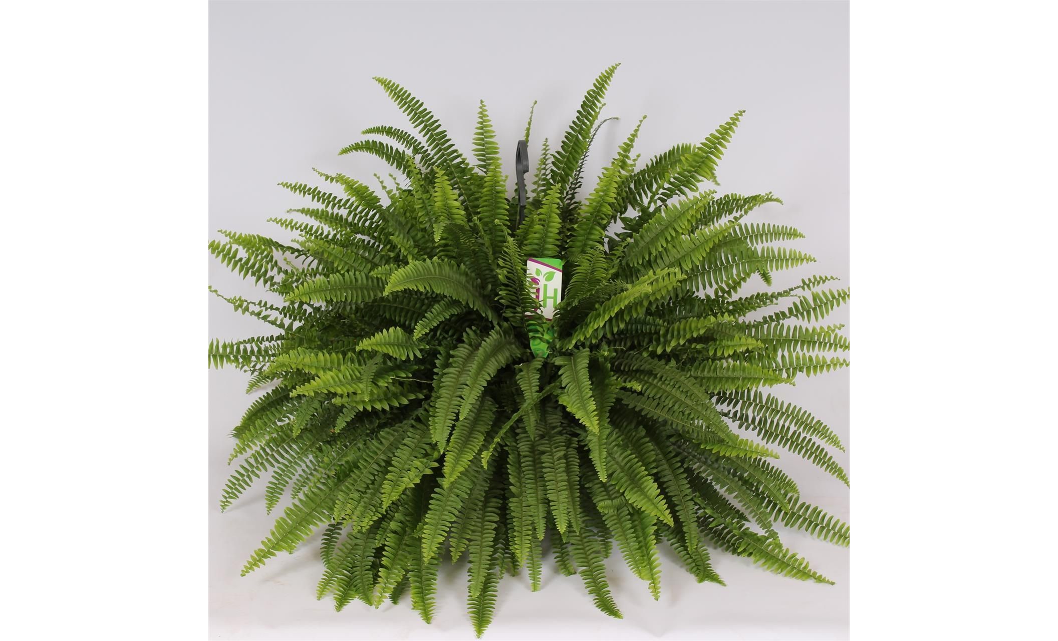 Nephrolepis Exaltata Green Lady - Tuincentrum Bull