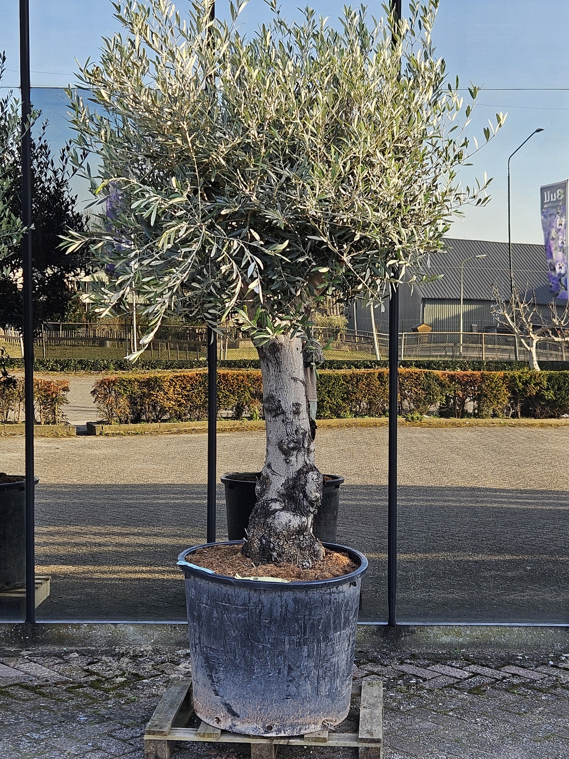 olijfboom, olea europaea, 280 cm hoog, pot 90 cm - Tuincentrum Bull
