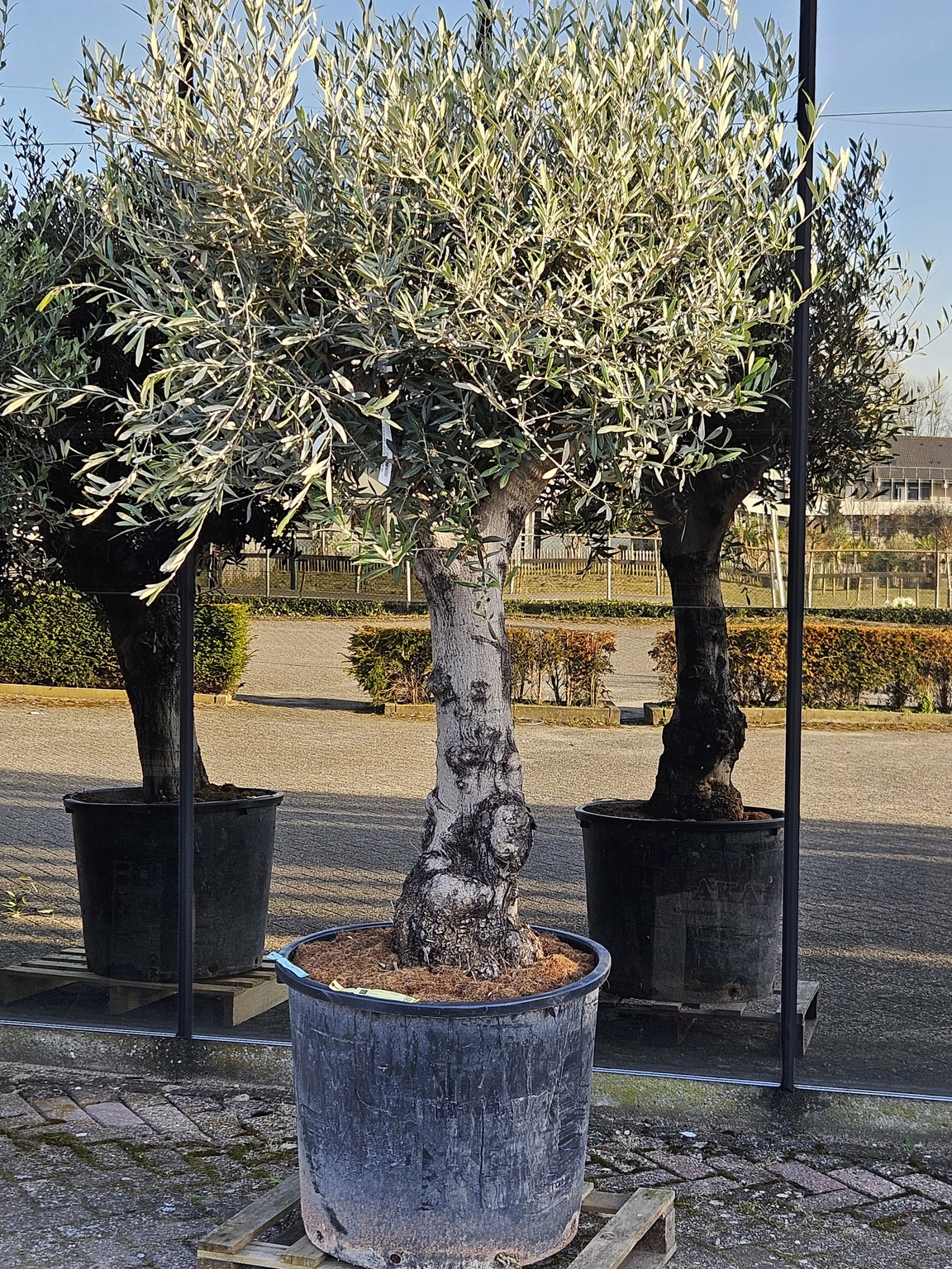 Olijfboom, olea europea, pot 80 cm, h 180 cm, oude stam, doorsnede 16 ...