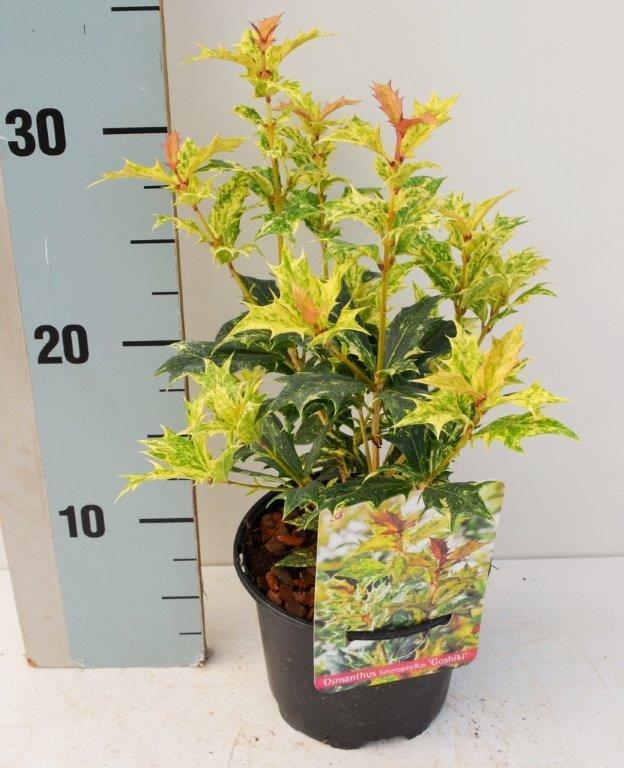 Osmanthus heter. 'Goshiki' pot 17 h 30 cm - Tuincentrum Bull