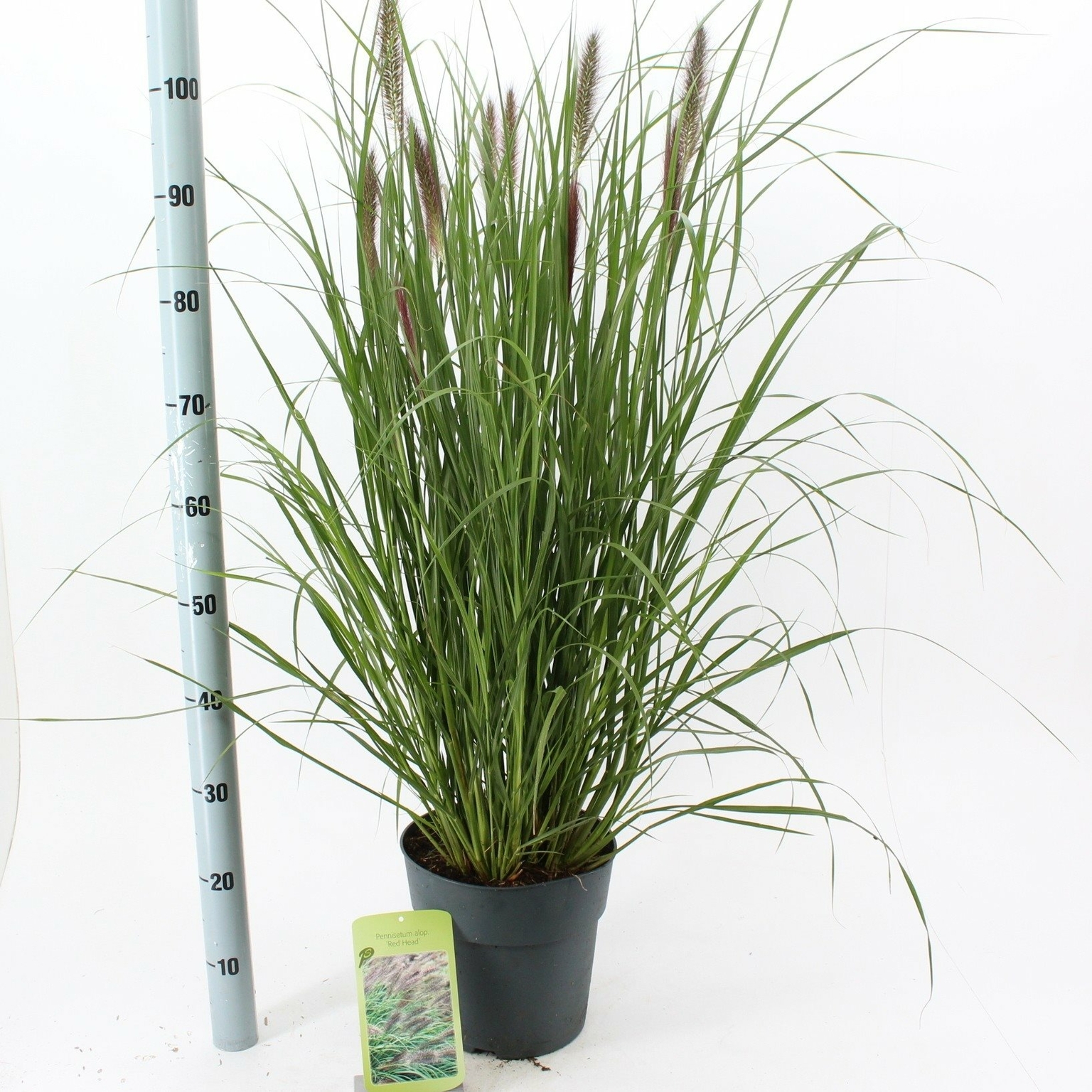 Pennisetum alopecuroides Red Head, p 29, h 100 cm - Tuincentrum Bull