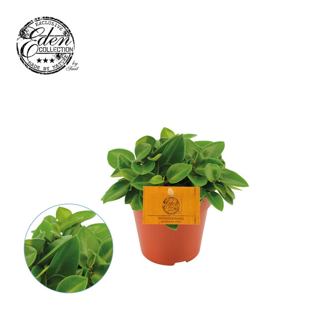 Peperomia pros. 'Pixie, pot 12 cm, h 20 cm - Tuincentrum Bull