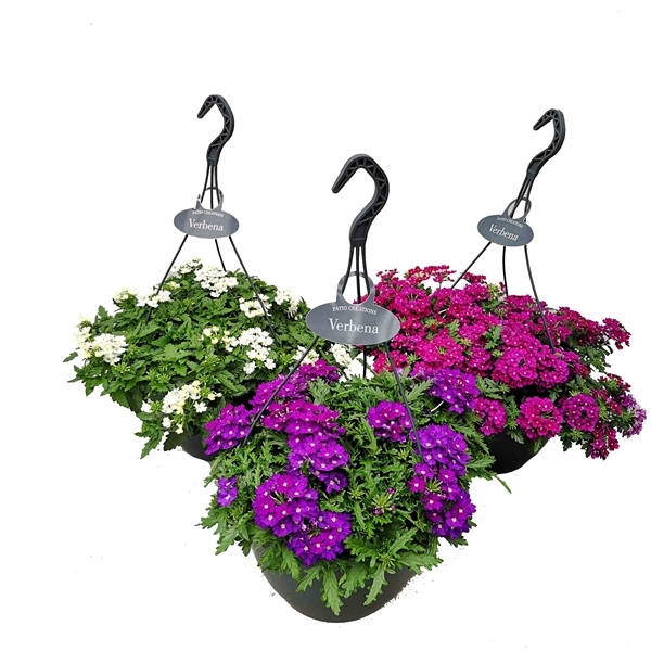 perkplanten mixpot verbena, p23 hangpot - Tuincentrum Bull