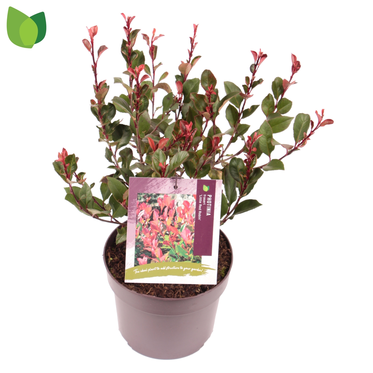 Photinia fraseri 'Little Red Robin', pot 19 cm, h 50 cm - Tuincentrum Bull
