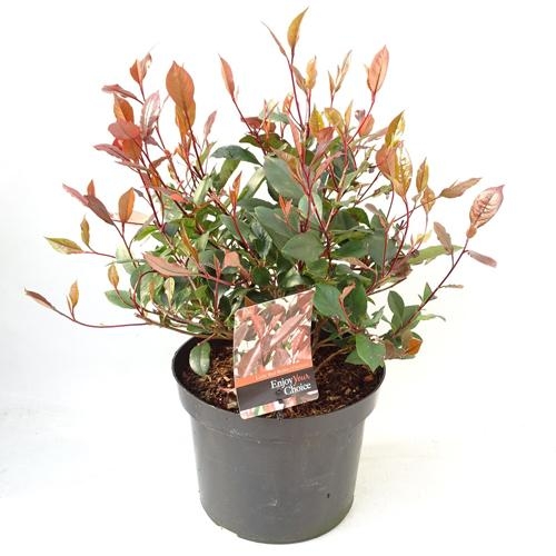 Photinia Fraseri Red Robin, pot 17 cm, h 35 cm - Tuincentrum Bull