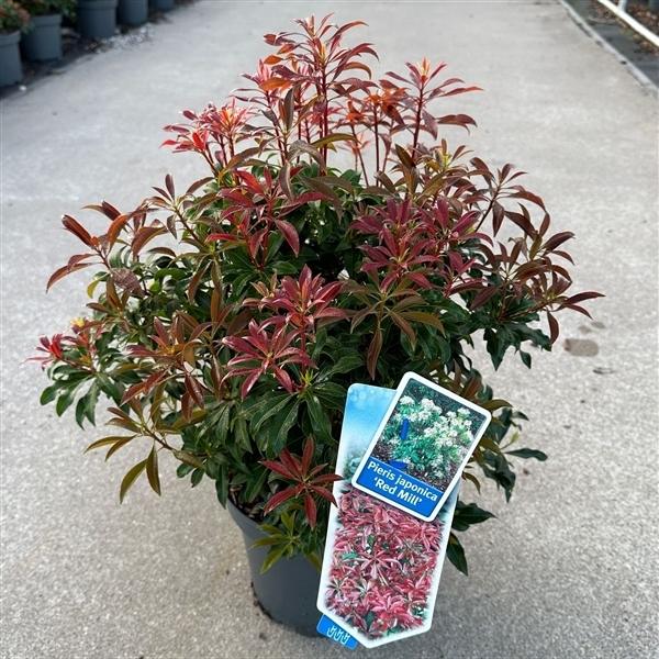pieris japonica 'red mill' pot 17 cm, h 30 cm - Tuincentrum Bull