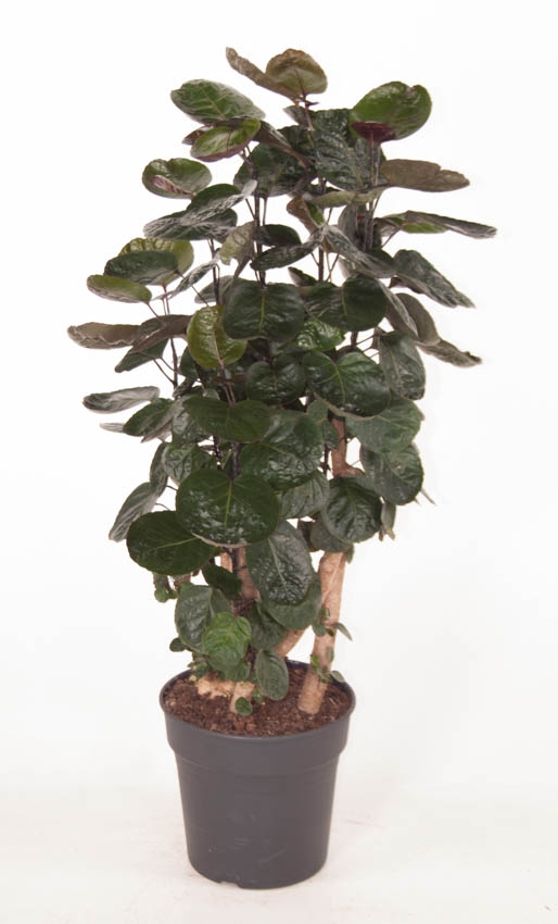polyscias fabian, pot 27 cm, h 130 cm - Tuincentrum Bull