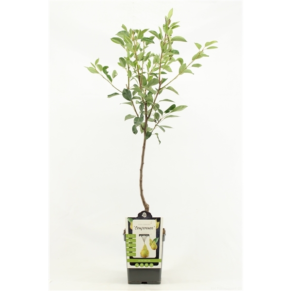 Pyrus com.'Conference', handpeer 100 cm - Tuincentrum Bull