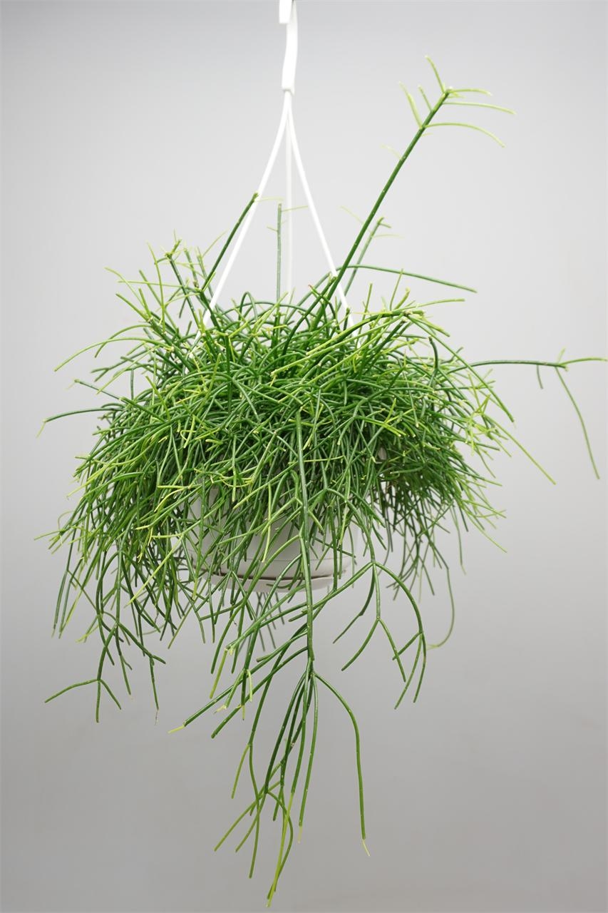 Rhipsalis Baccifera Oasis, hangpot 17 cm, h 25 cm - Tuincentrum Bull